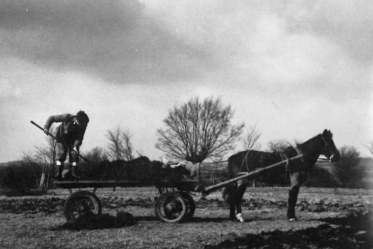 Muck spreading with horse Sam, 1960s | Hadstock Village Archive